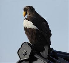 Fliegel is gevangen! - Internetgazet